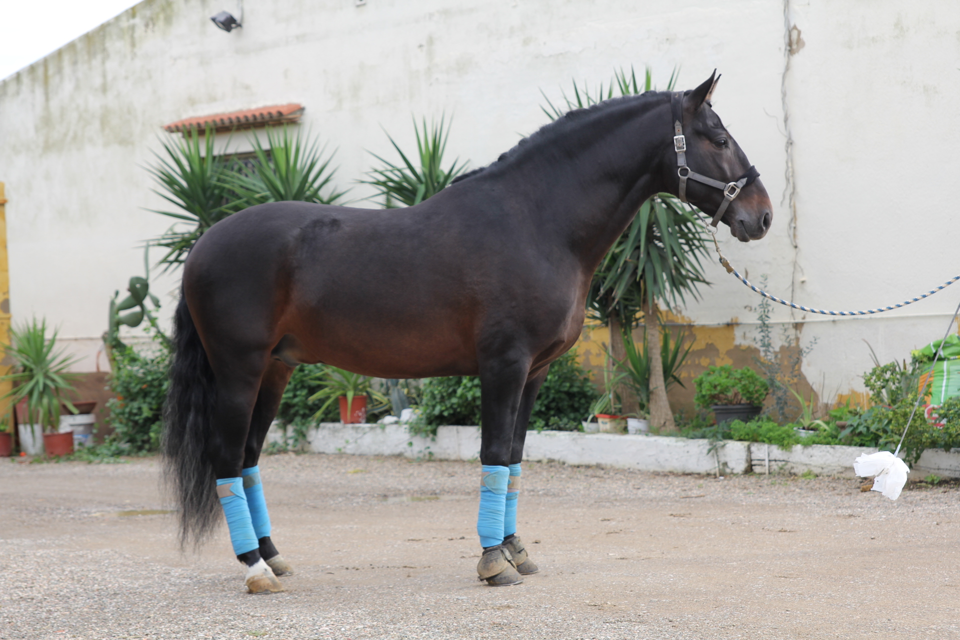 IMG_3178 – Chevaux ibériques Sport Andalusian Horses