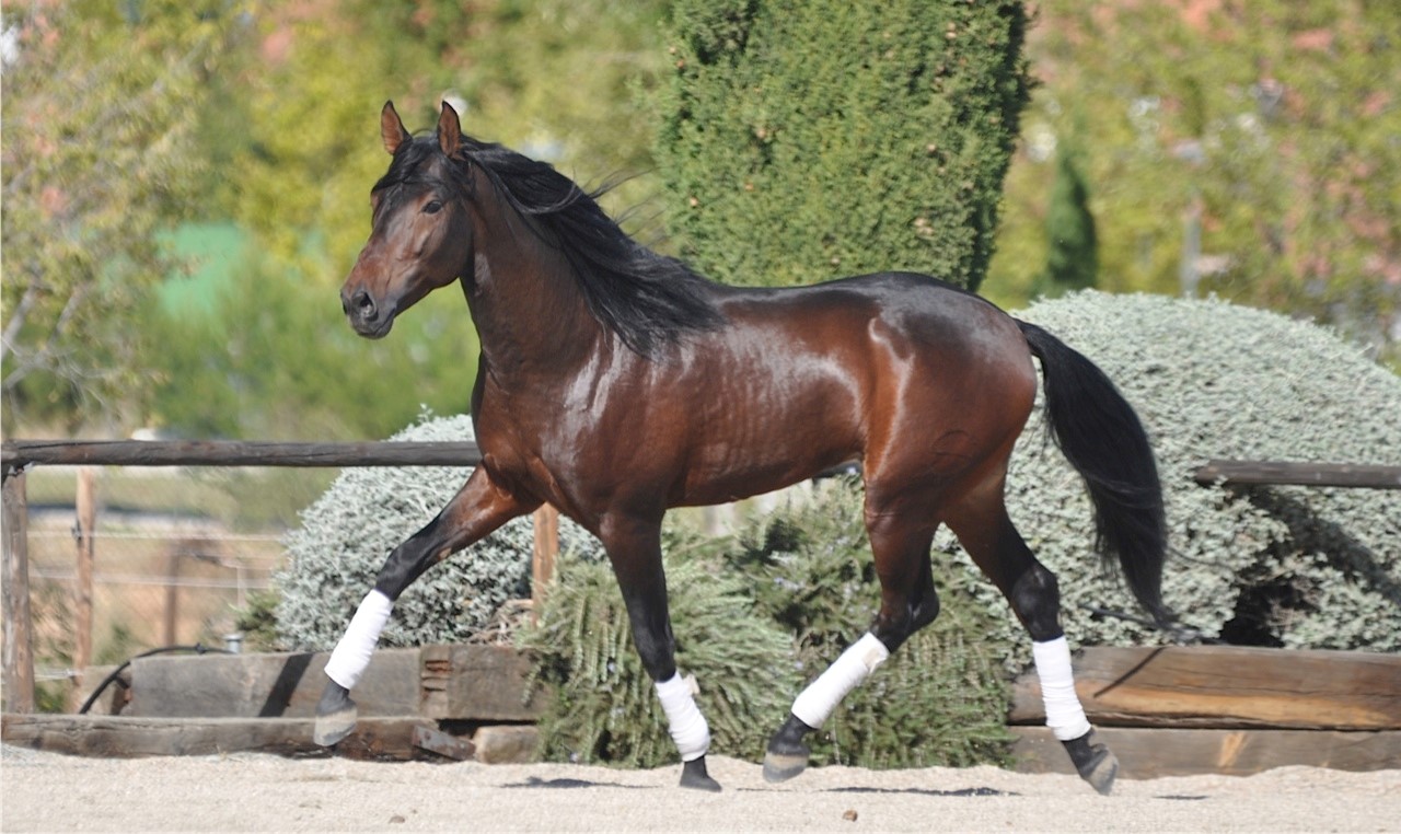 Ma5 – EquiPRE Chevaux ibériques Dressage Andalusian Horses