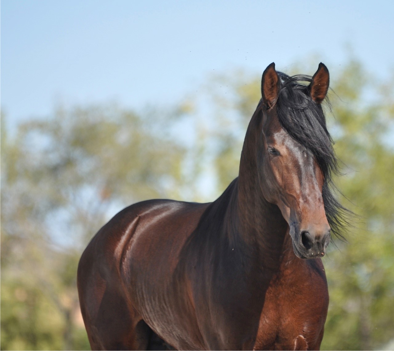 Ma7 – EquiPRE Chevaux ibériques Dressage Andalusian Horses