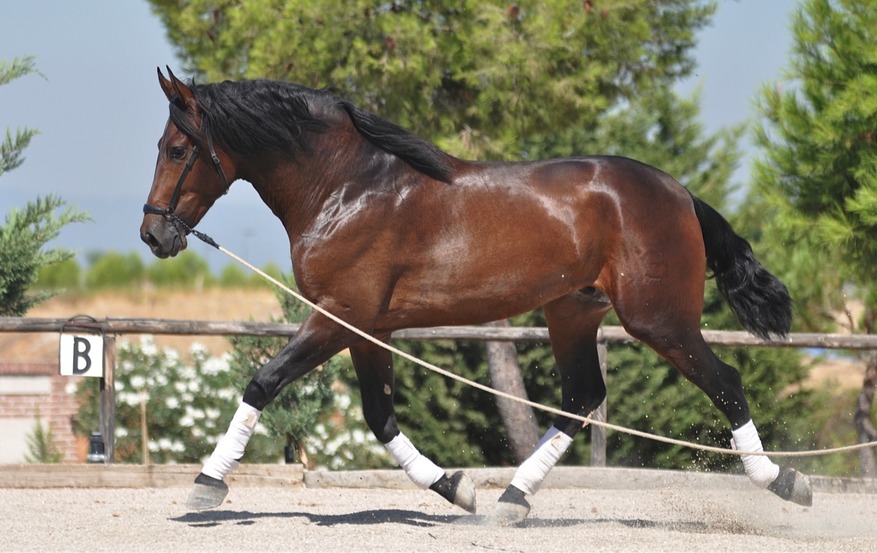DSC_0564 – EquiPRE Chevaux ibériques Dressage Andalusian Horses