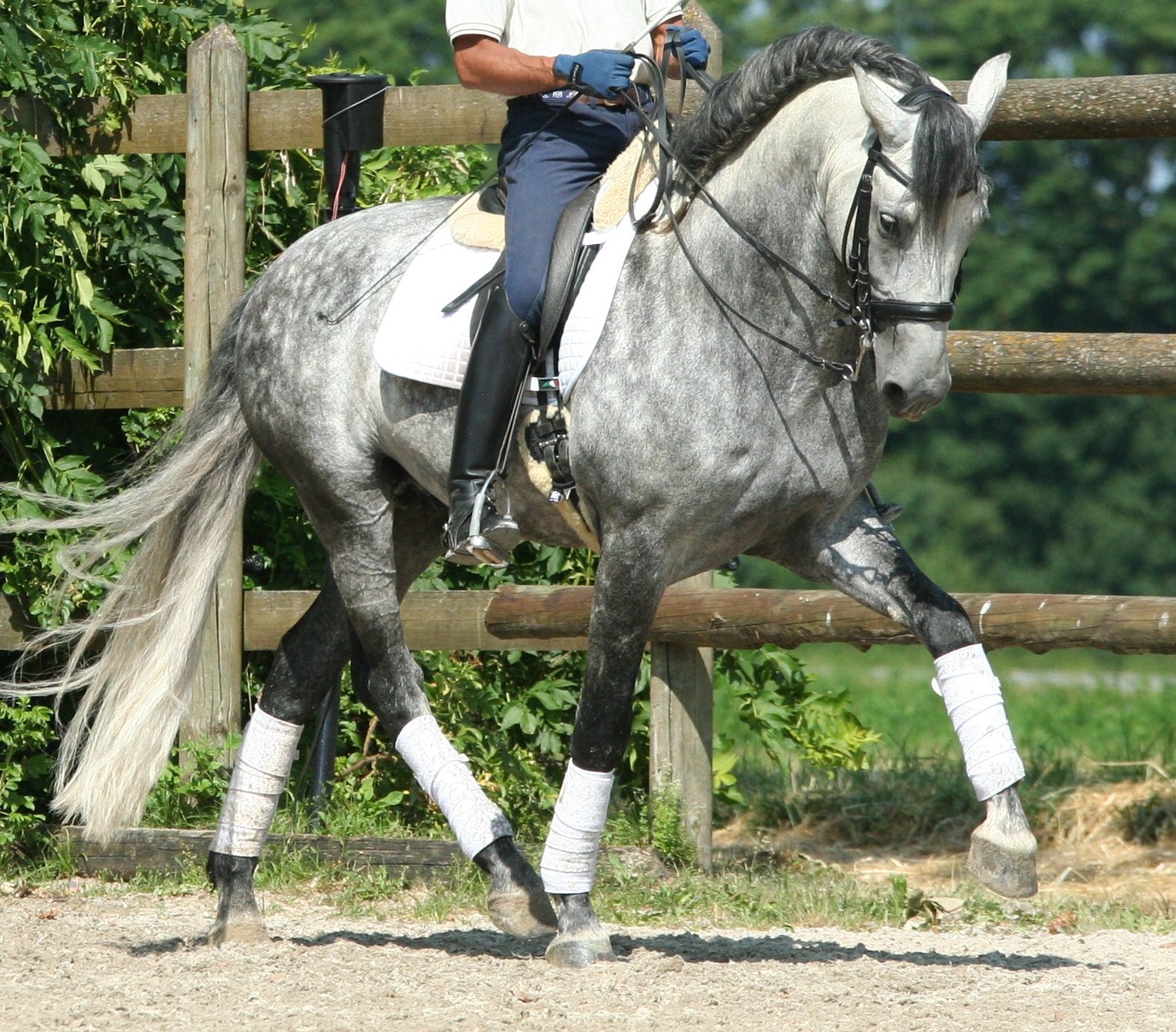 IMG_5369 – EquiPRE Chevaux ibériques Dressage Andalusian Horses