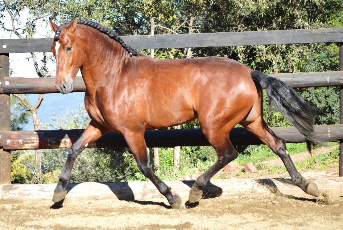IMG-20150609-WA0003 – EquiPRE Chevaux ibériques Dressage Andalusian Horses