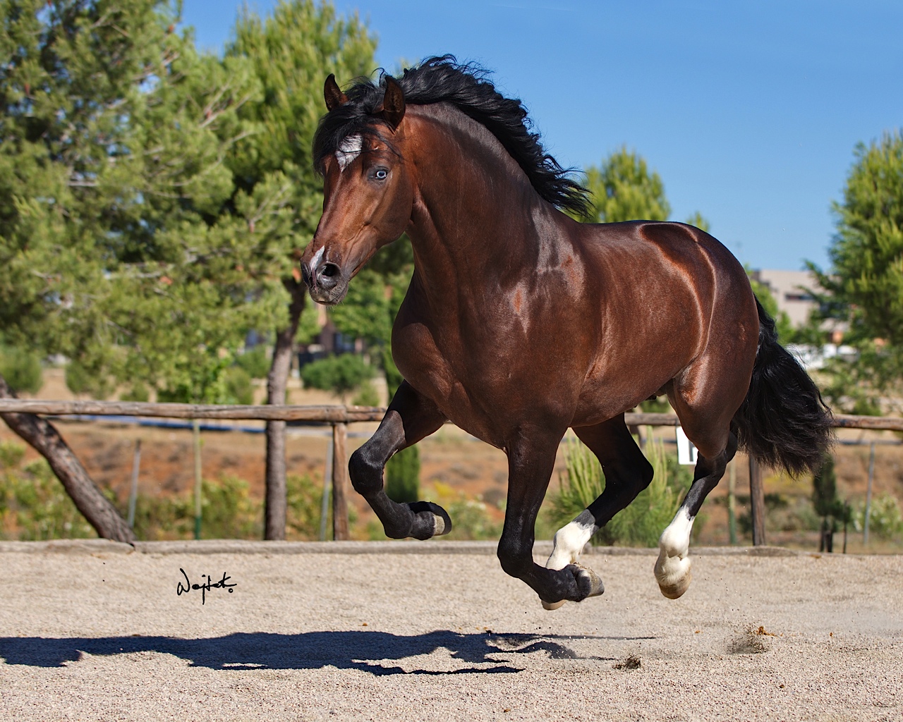 DSC_4741-10 – EquiPRE Chevaux ibériques Dressage Andalusian Horses
