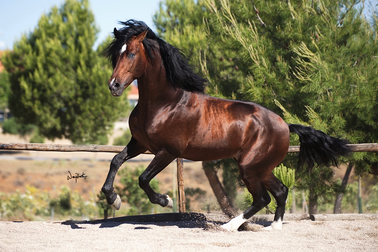DSC_4827-12 – EquiPRE Chevaux ibériques Dressage Andalusian Horses