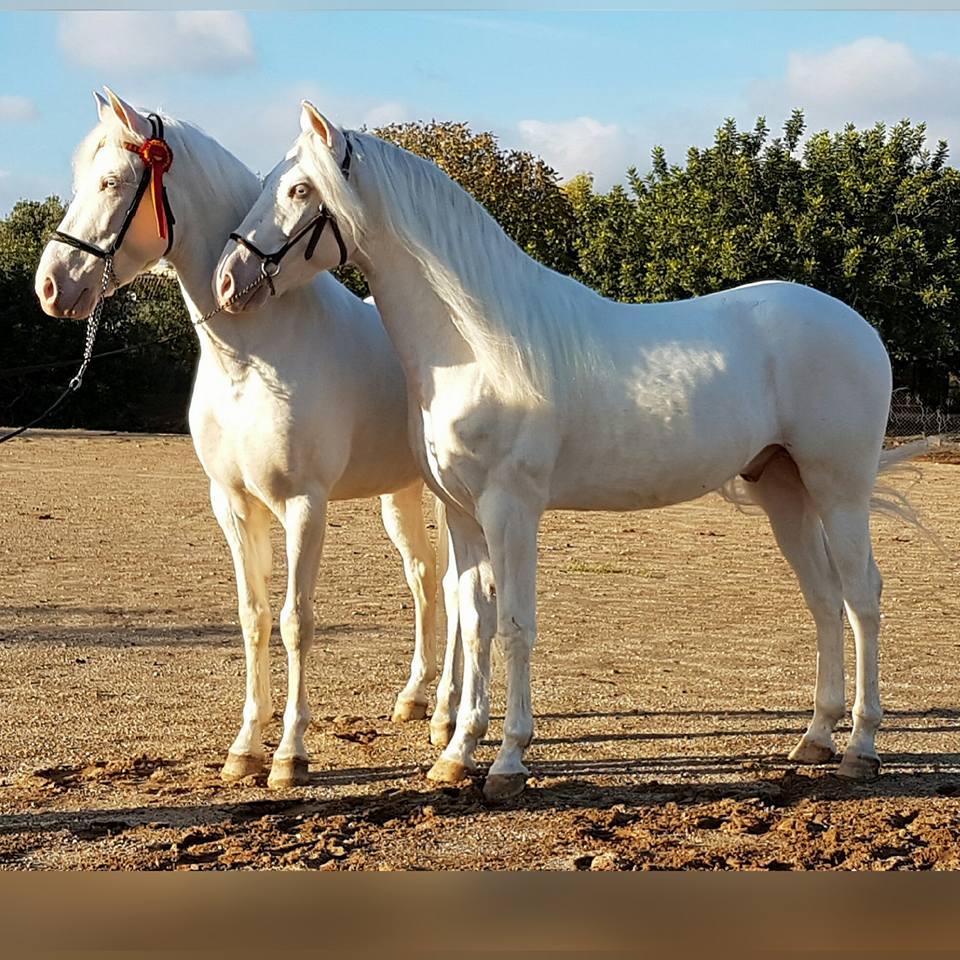 16602803_712594518901307_3248090836501196745_n – EquiPRE Chevaux ...