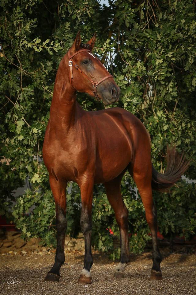20294426_1390663677647547_4673886465088060716_n – EquiPRE Chevaux ...