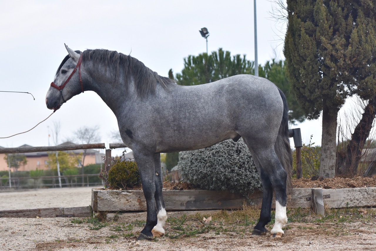 dsc_6506 – EquiPRE Chevaux ibériques Dressage Andalusian Horses