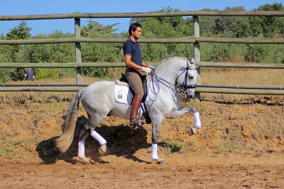 18600965_1332159560203484_2115650410_n – EquiPRE Chevaux ibériques ...