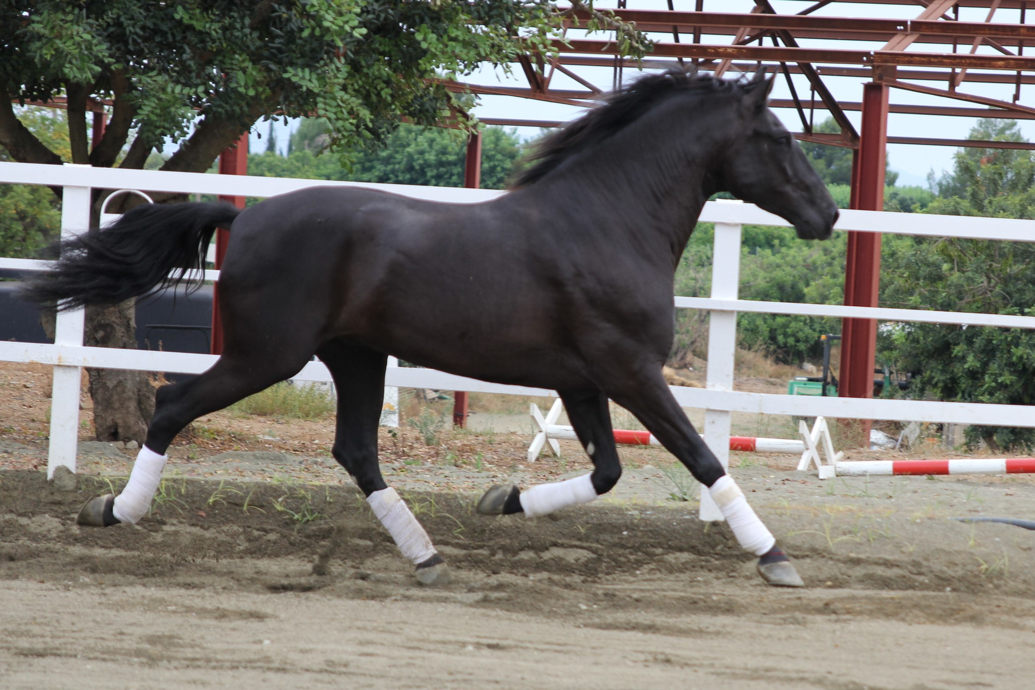 IMG_0358 – EquiPRE Chevaux ibériques Dressage Andalusian Horses