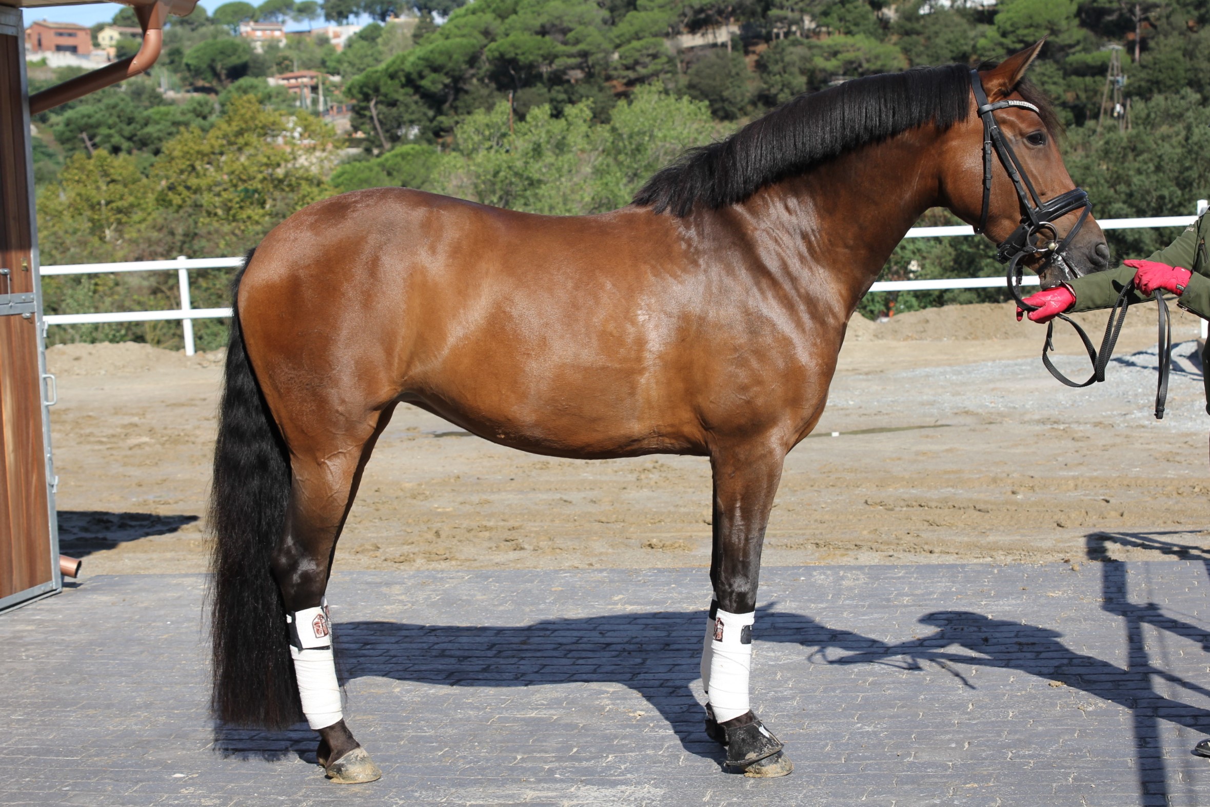 IMG_1479 – EquiPRE Chevaux ibériques Dressage Andalusian Horses