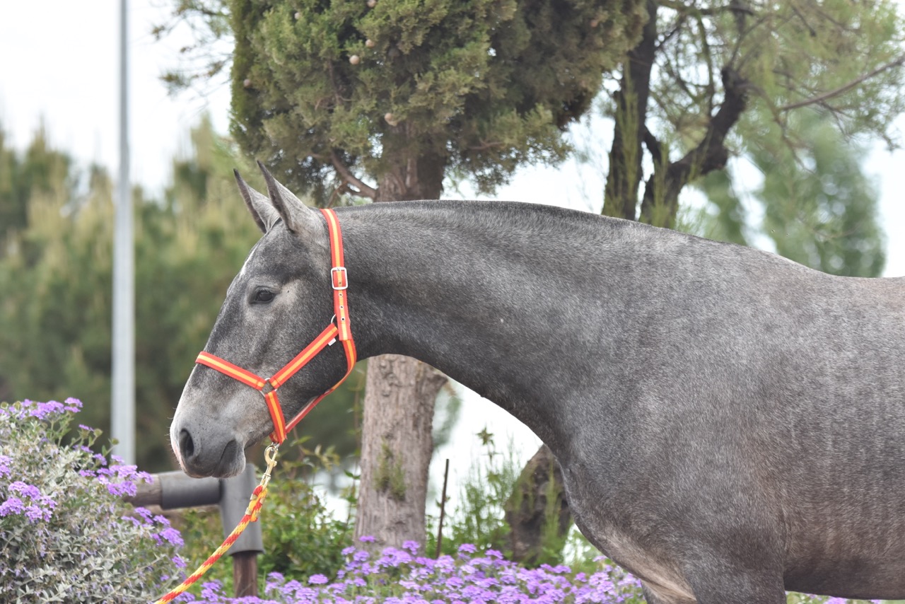 DSC_8773 – EquiPRE Chevaux ibériques Dressage Andalusian Horses