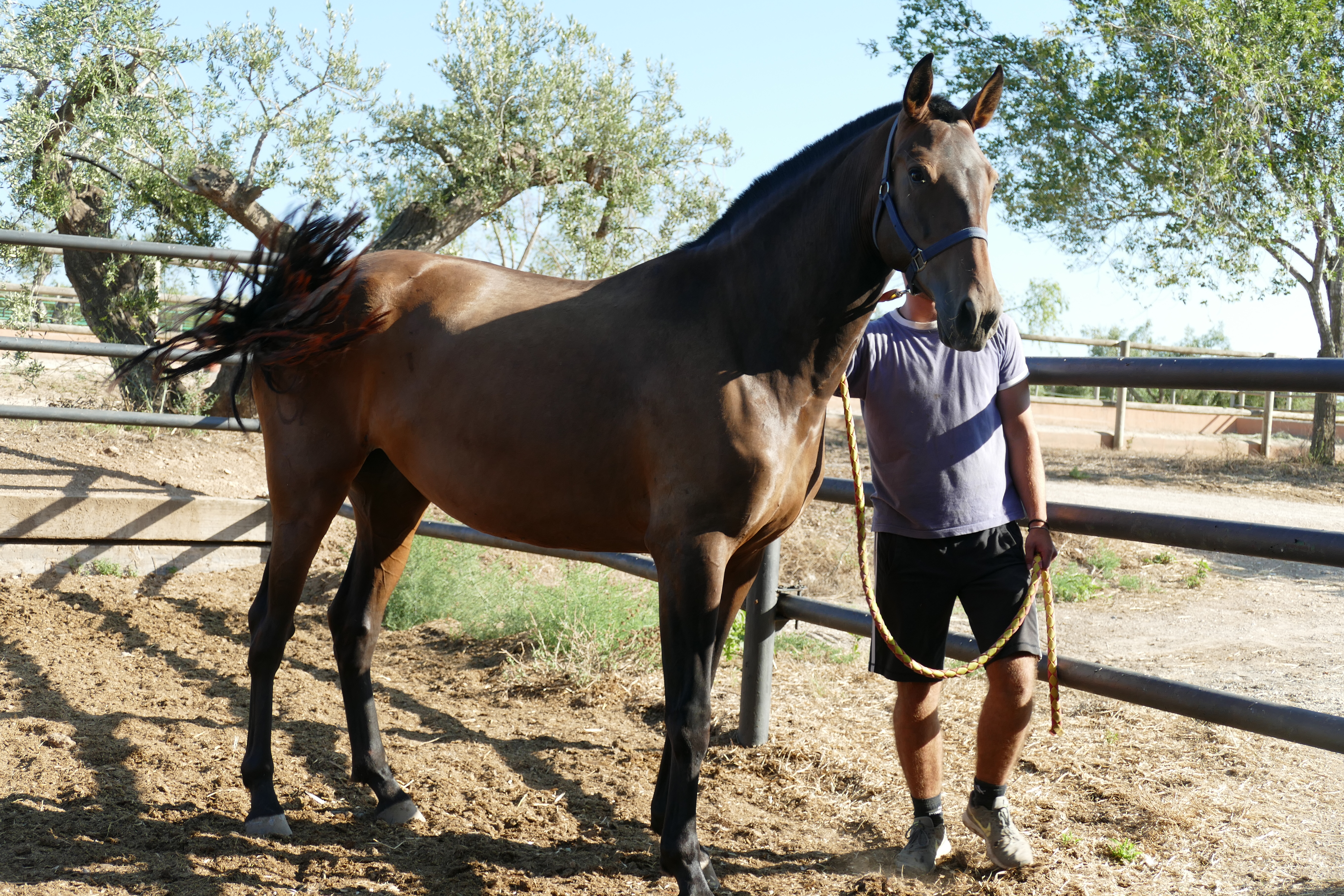 p1050937-2 – EquiPRE Chevaux ibériques Dressage Andalusian Horses