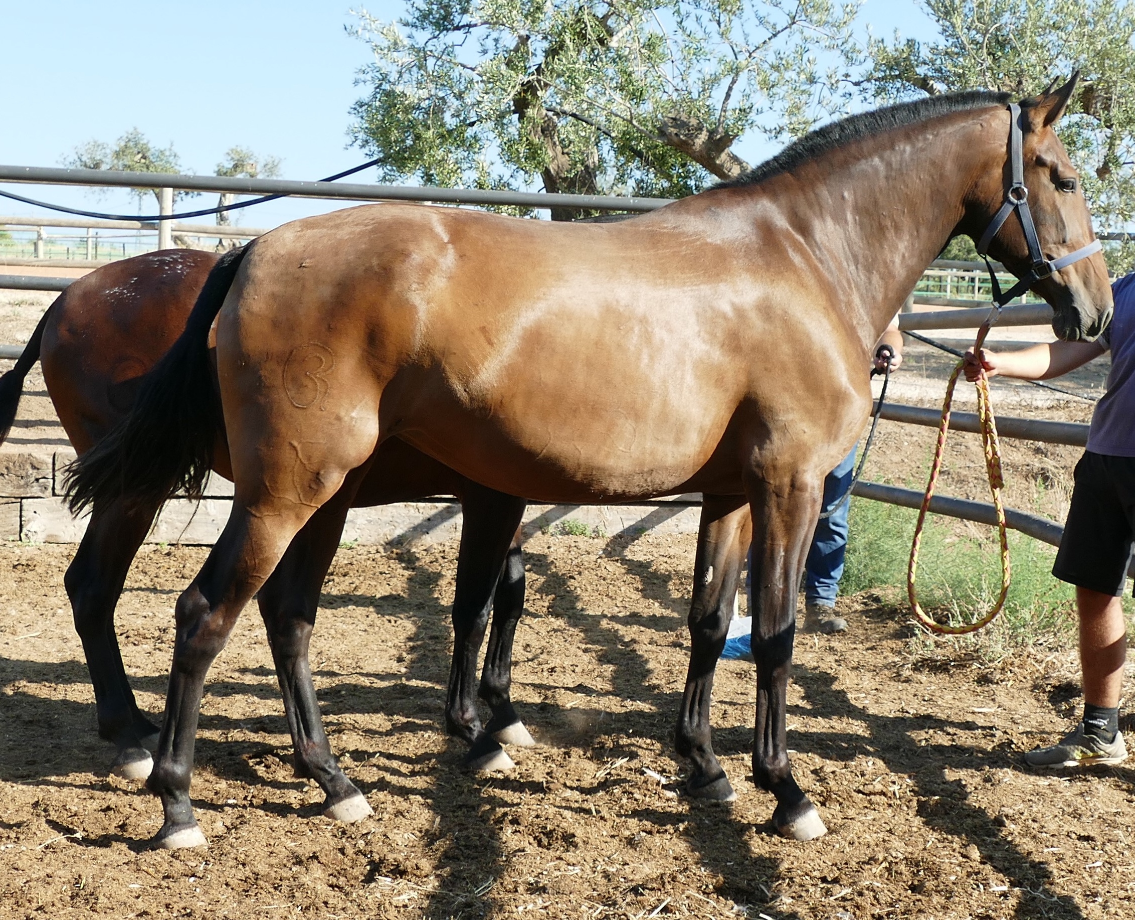 p1050950 – EquiPRE Chevaux ibériques Dressage Andalusian Horses