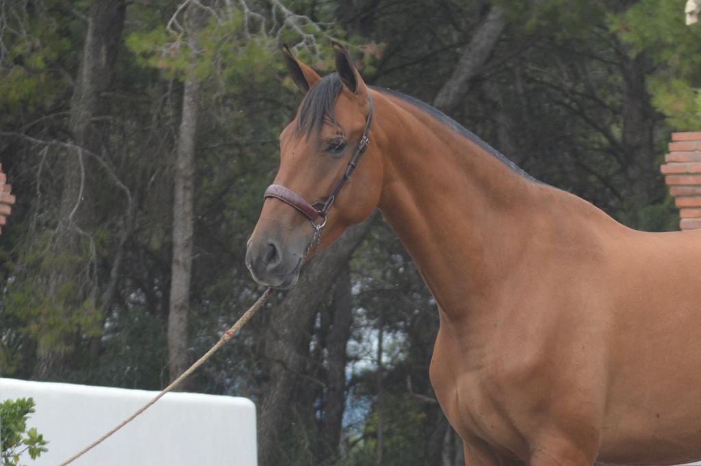 e-1 – EquiPRE Chevaux ibériques Dressage Andalusian Horses