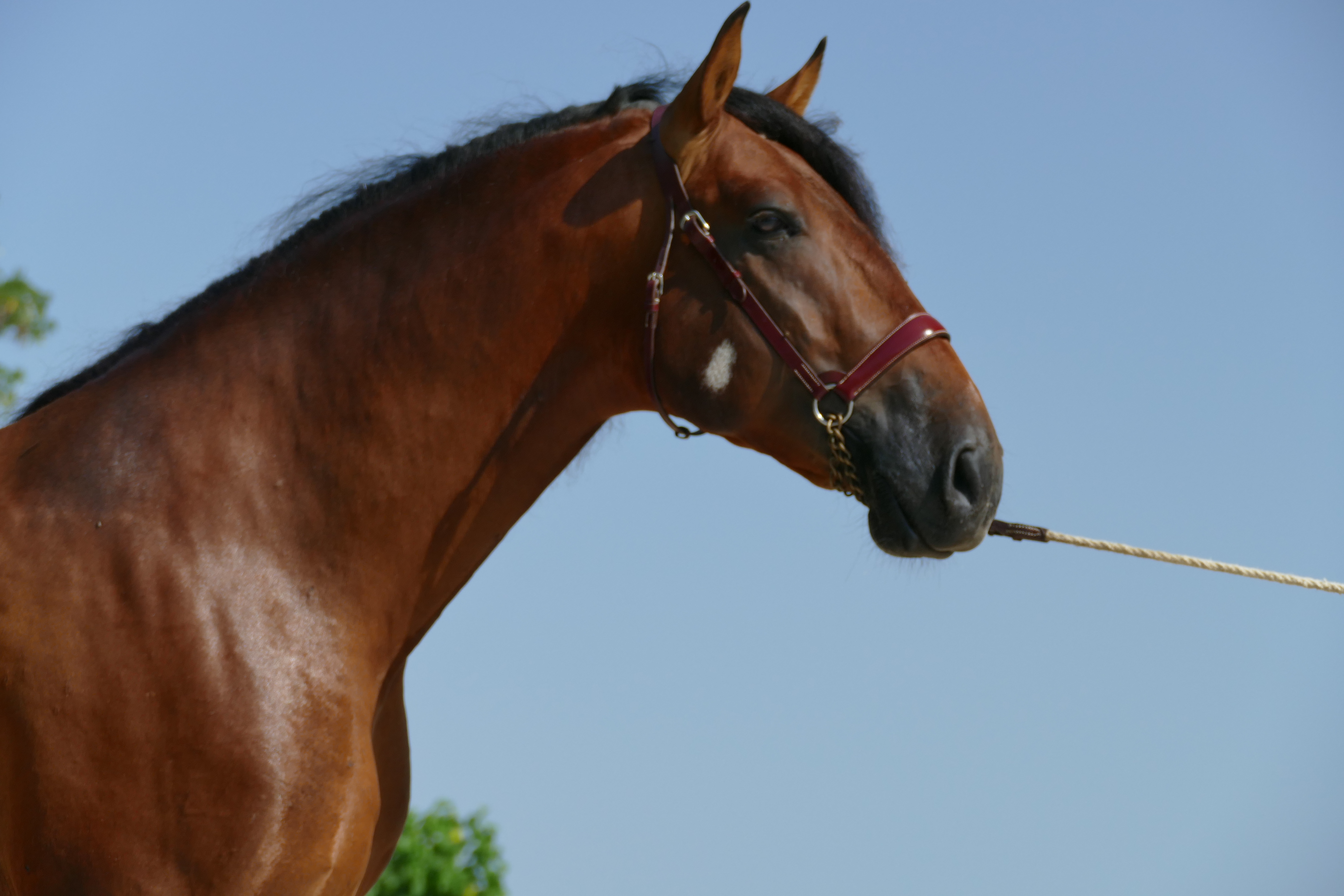 p1050660-1 – EquiPRE Chevaux ibériques Dressage Andalusian Horses