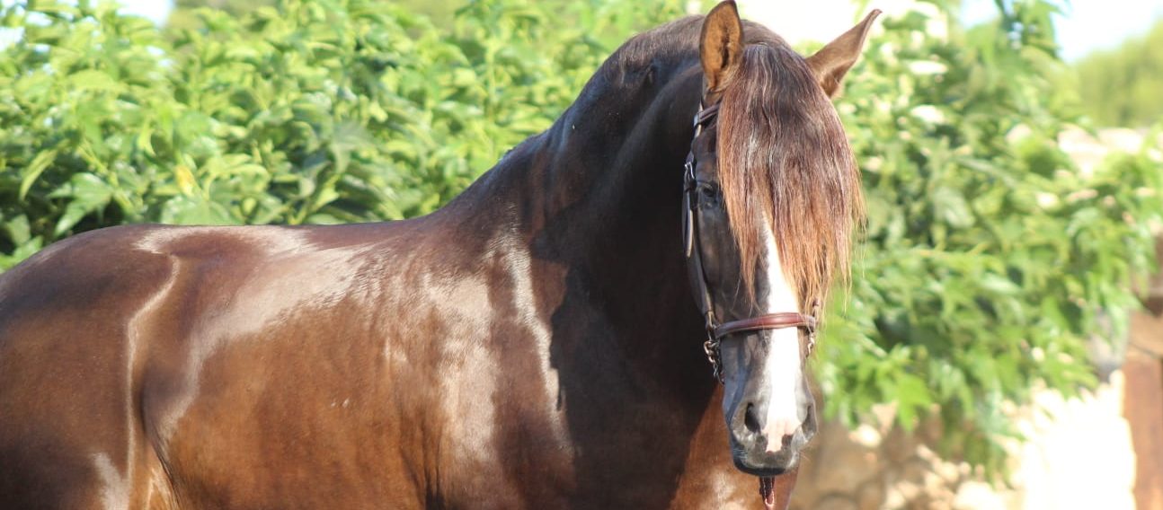 Chevaux ibériques (PRE-PSL) Lusitano & Andalusian Horses – Notre sélection