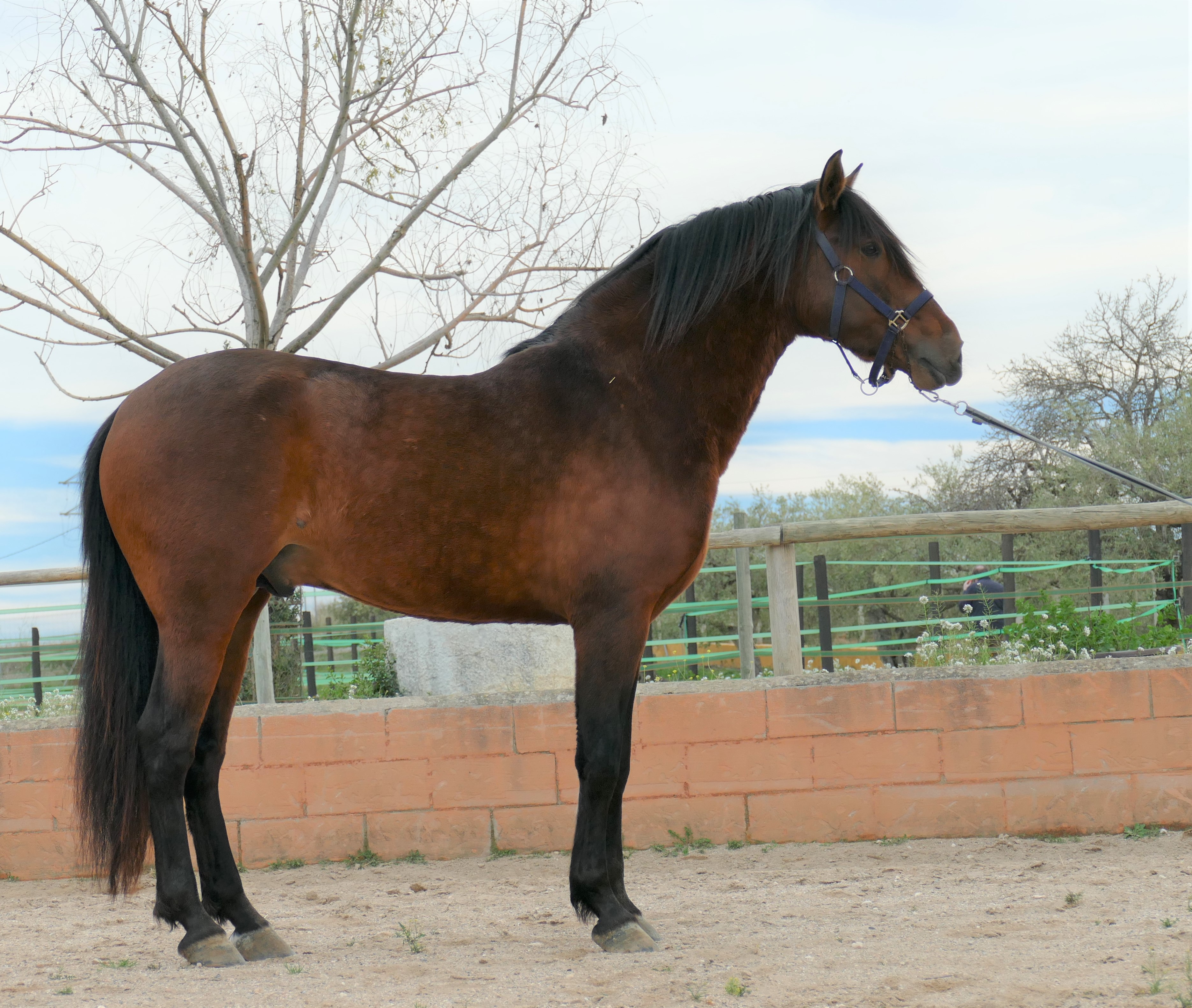 p1080007 – EquiPRE Chevaux ibériques Dressage Andalusian Horses