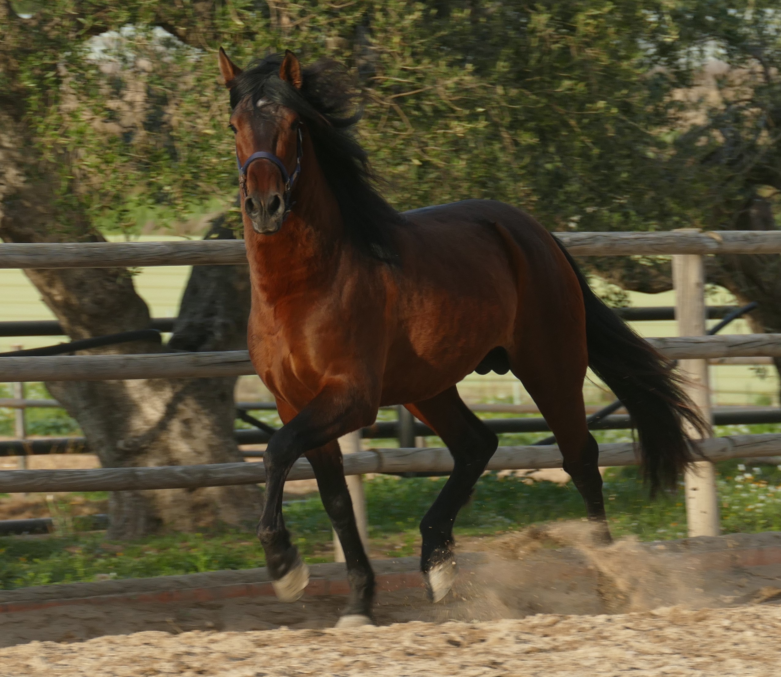 p1080078 – EquiPRE Chevaux ibériques Dressage Andalusian Horses