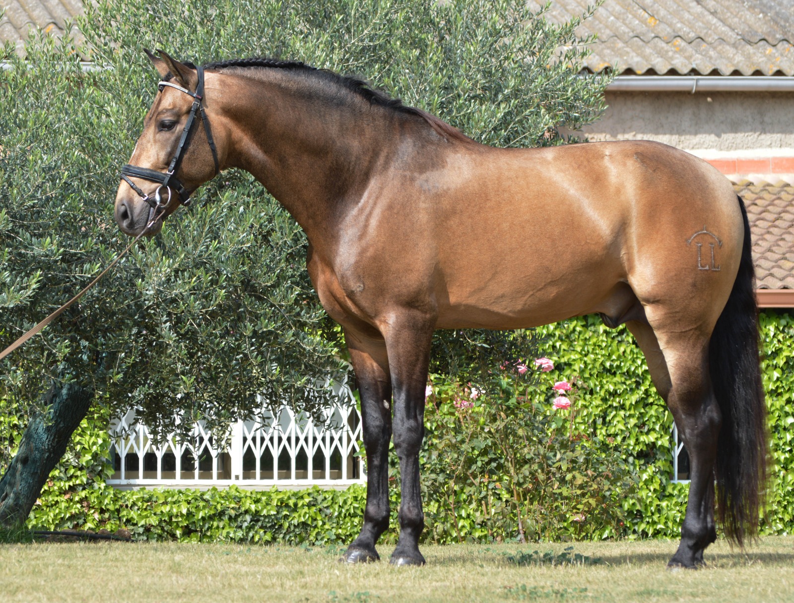 Espagne: un grand PRE isabelle/VENDU – EquiPRE Chevaux ibériques ...